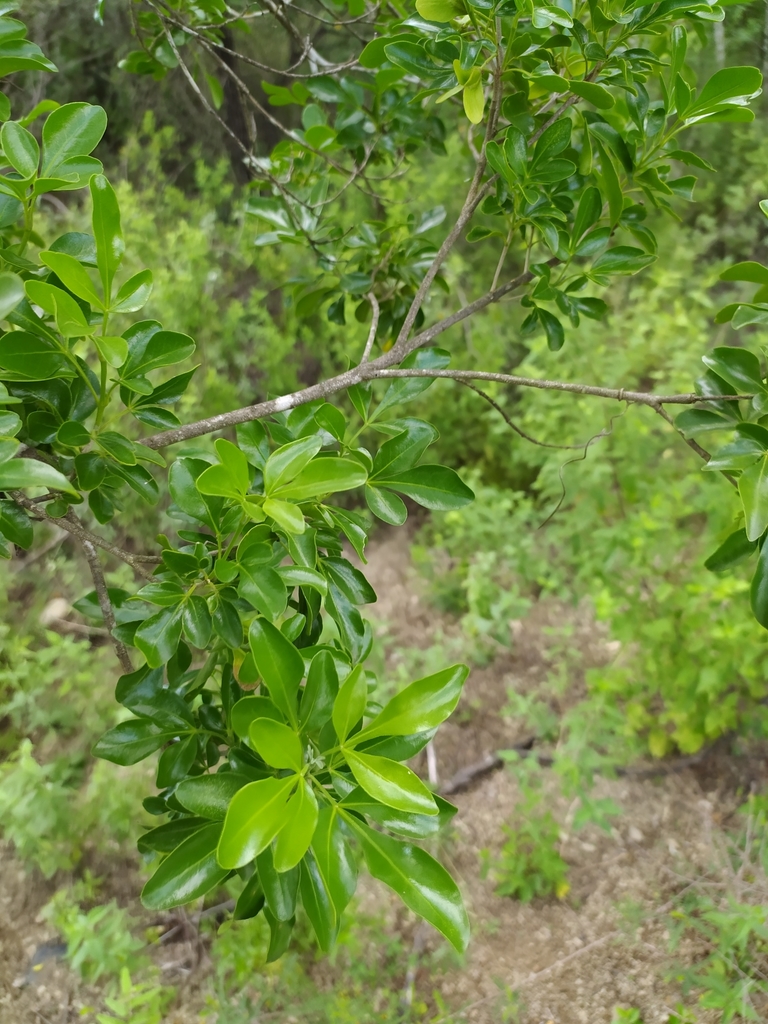 Barreta from Montemorelos, N.L., México on September 13, 2020 at 04:10 ...