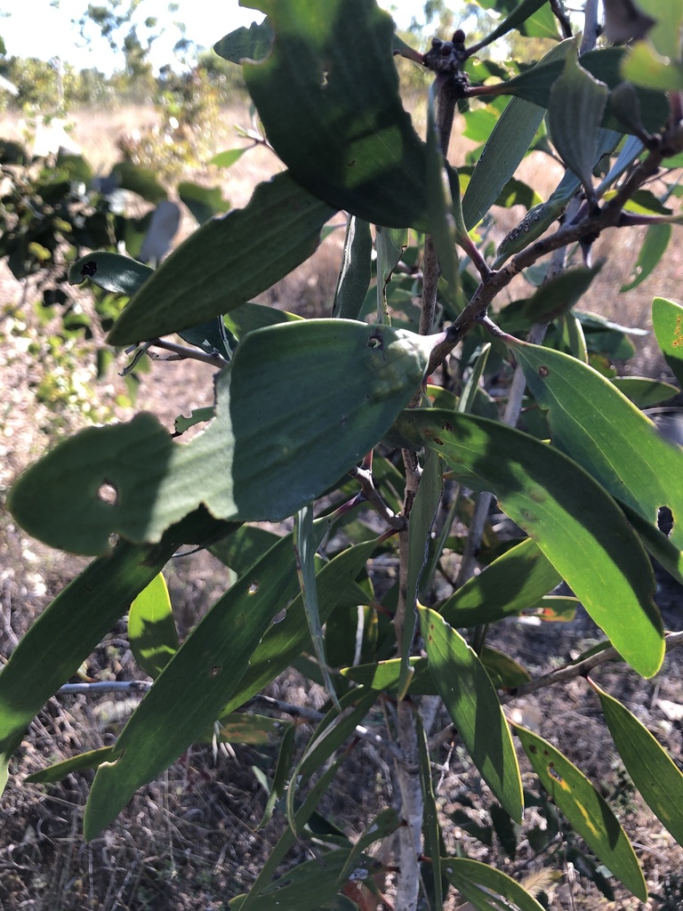 Broad Leaved Tea Tree from Donalds Road, Reid River, QLD, AU on August ...