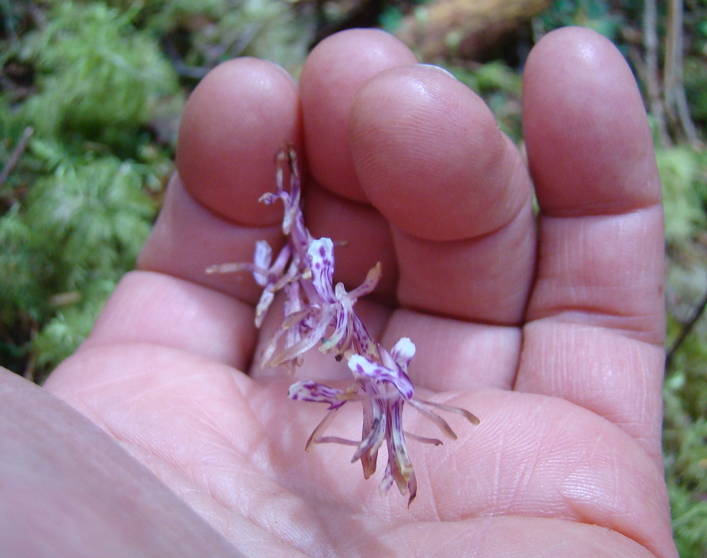 Pacific coralroot from Skeena-Queen Charlotte, BC, Canada on July 19 ...