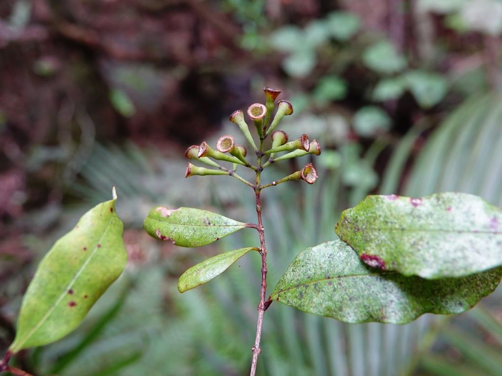 Swamp maire from Aongatete, New Zealand on September 13, 2020 at 02:52 ...