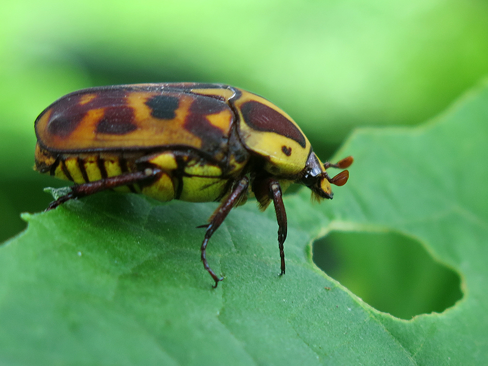 Pachnoda cordata (Drury, 1773)