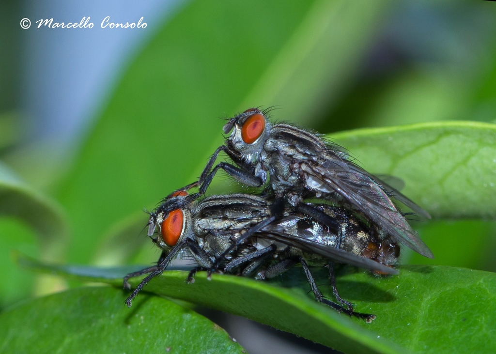Flesh Fly Classification