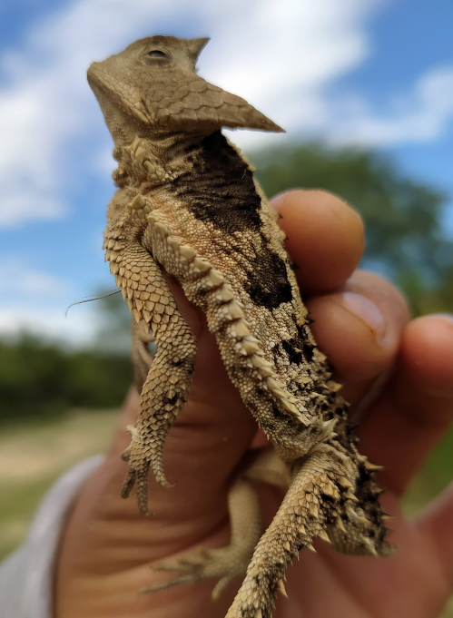 Mexican Horned Lizard from Chietla Municipality, Puebla, Mexico on ...