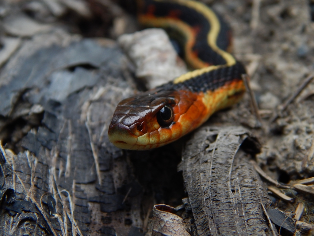 Valley Garter Snake from Telkwa, BC V0J 2X3, Canada on August 17, 2020 ...