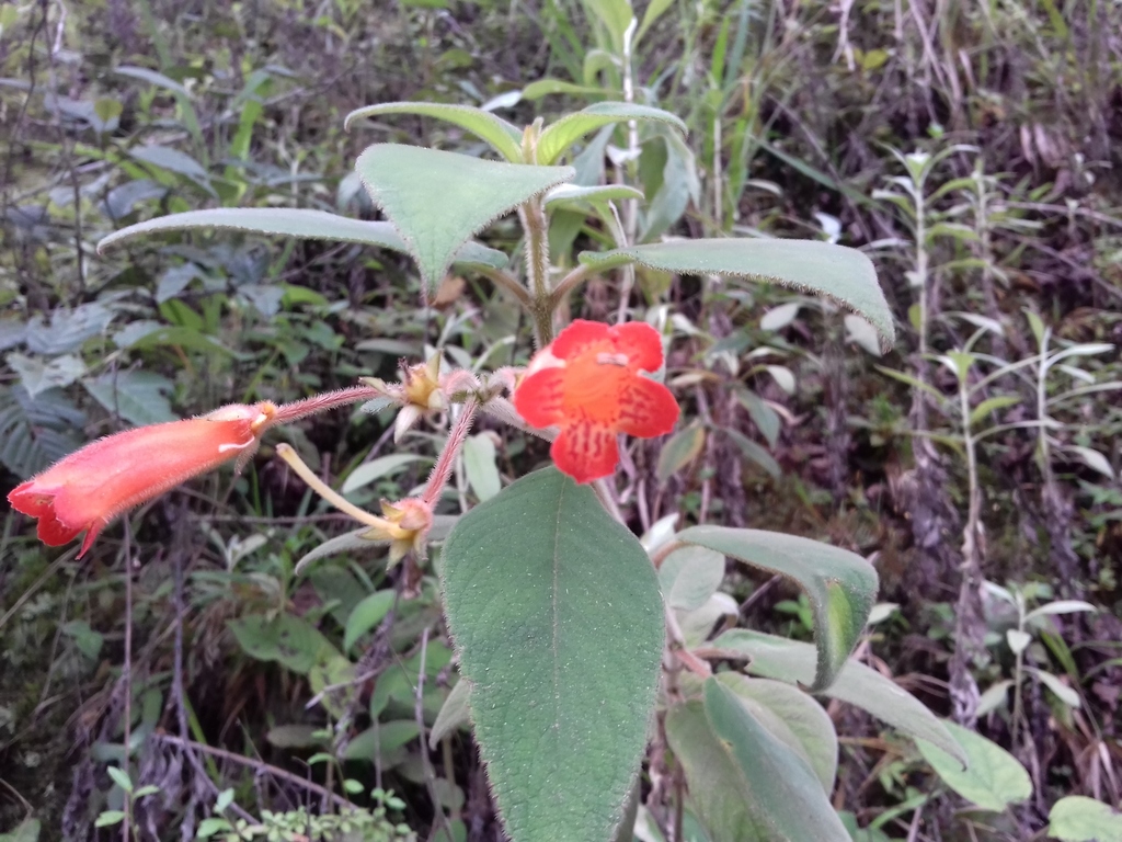 Moussonia deppeana from Tlanchinol, MX-HI, MX on June 23, 2017 by ...