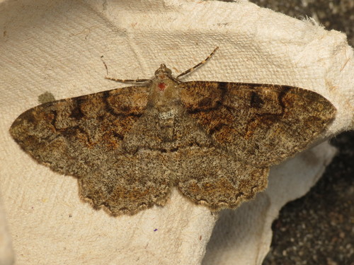 género Alcis · BioDiversity4All