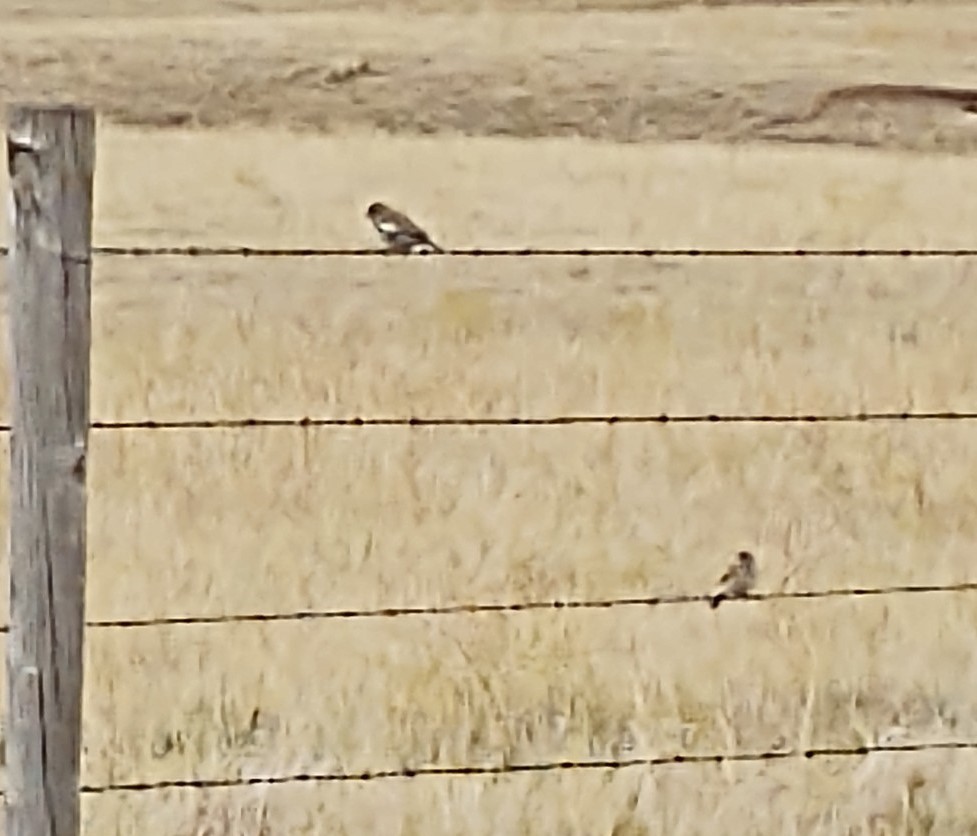 Lark Bunting from Dawes County, NE, USA on September 11, 2020 at 03:55 ...