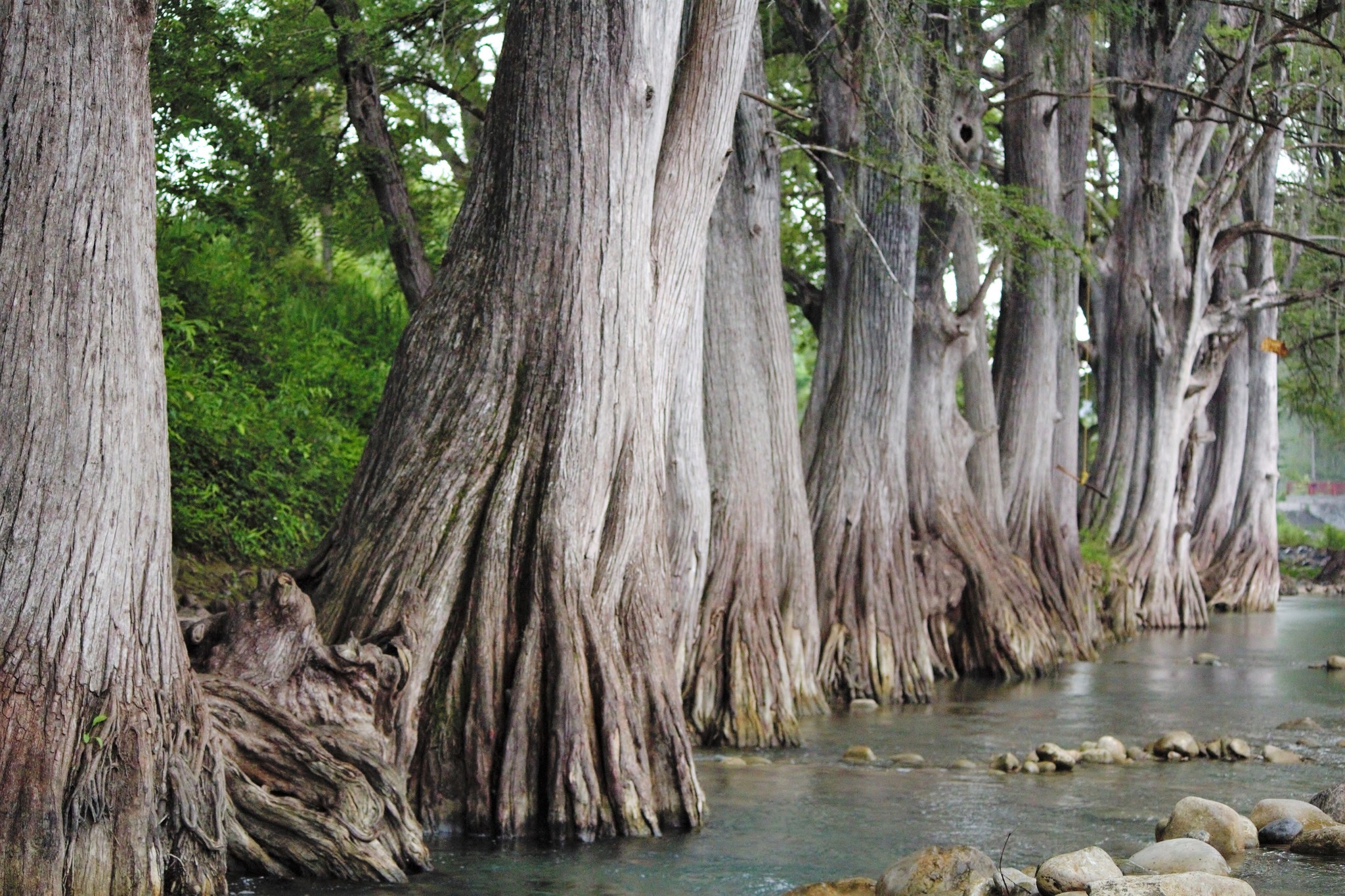 File:Taxodium Mucronatum La Turbina Wikimedia Commons, 49% OFF