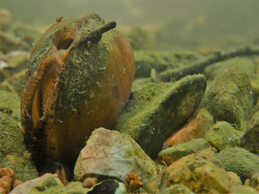 Neosho Mucket in August 2017 by Kevin Mouser · iNaturalist