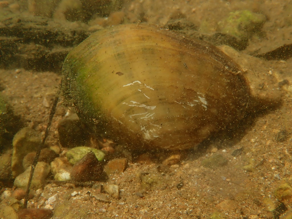 Neosho Mucket (Bivalves of the United States Pt.2) · iNaturalist