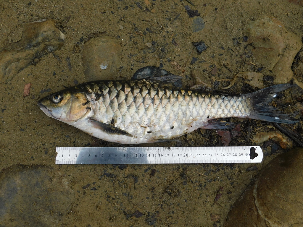 Thai mahseer from Muaro Sungai Lolo, South Mapat Tunggul, Pasaman ...