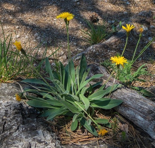 Leontodon incanus · NaturaLista Colombia