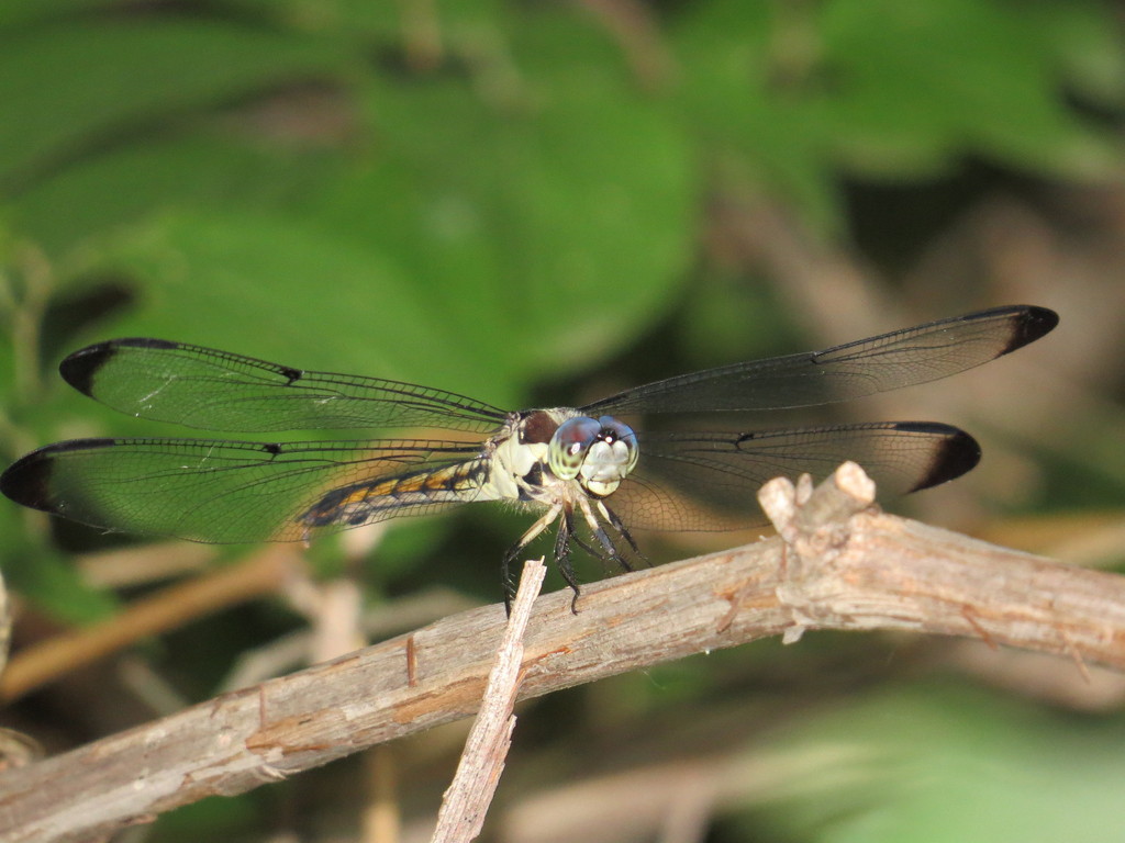 Great Blue Skimmer from Lewisville Lake Environmental Learning Area on ...