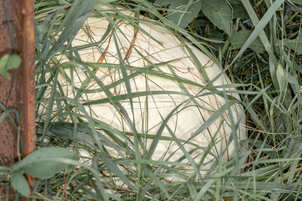 giant puffball from Rockland County, NY, USA on September 11, 2020 at ...
