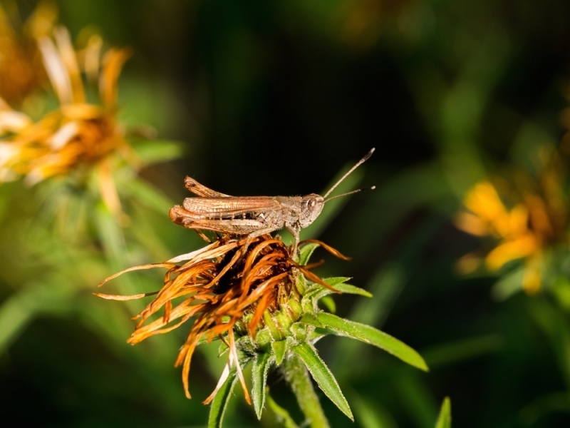 Rufous Grasshopper (Orthoptera of Vienna / Heuschrecken Wiens ...