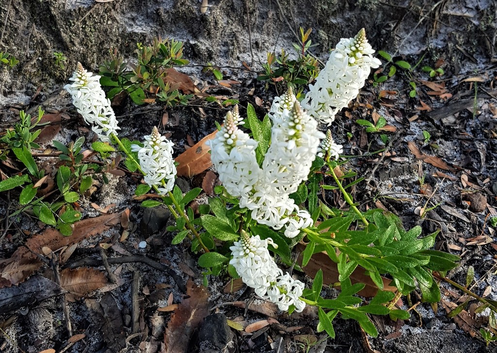(Stackhousia) - Botanical Realm