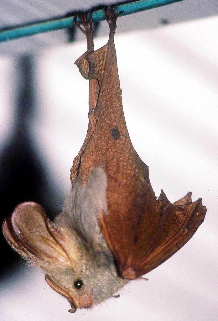 False Vampire Bats (Megadermatidae) - Know Your Mammals