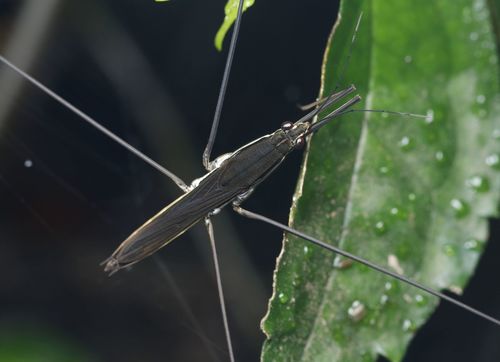 Giant Water Strider (Aquarius elongatus) · iNaturalist
