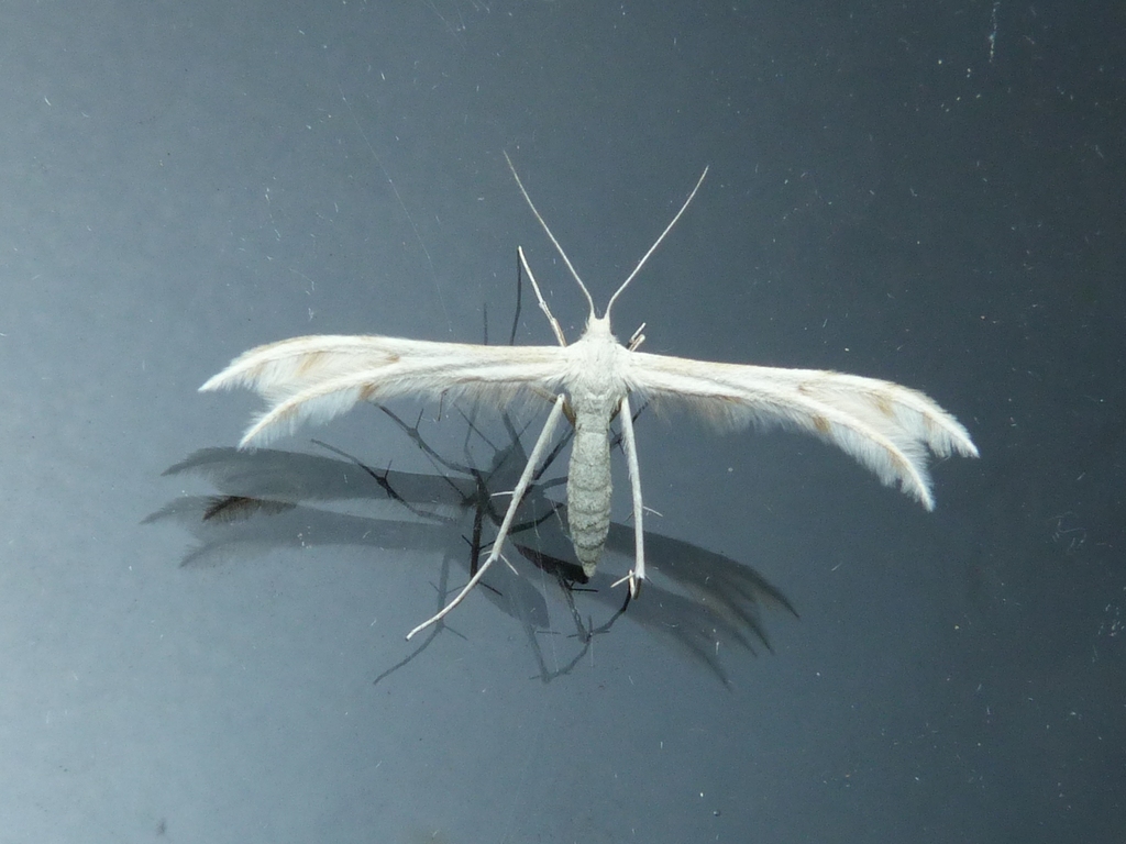 Horehound Plume Moth (Moths of Antequera (Málaga/ Andalusia/ Spain ...