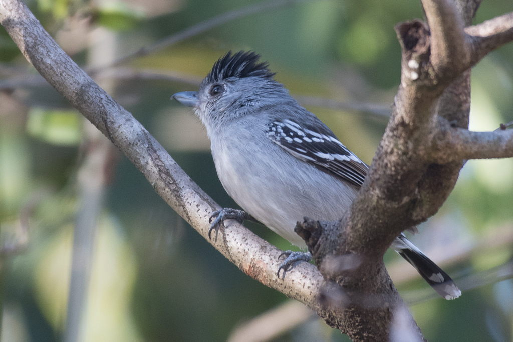 Choca-do-planalto (Birds of Campo Grande) · iNaturalist