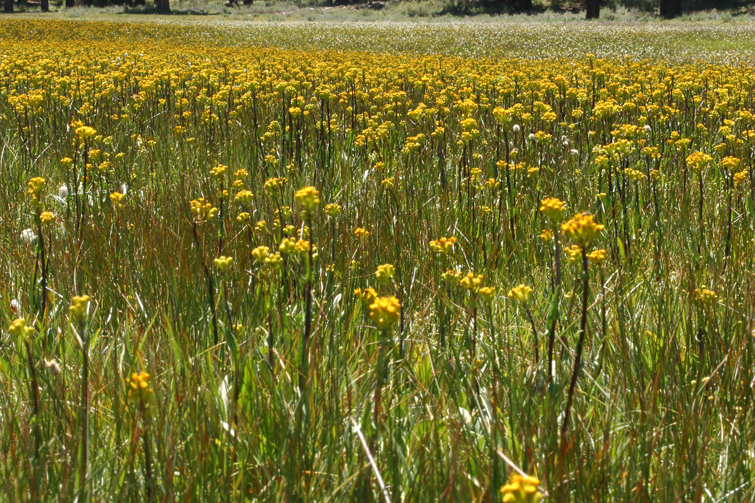 sweet marsh ragwort (Senecio hydrophiloides) - Botanical Realm