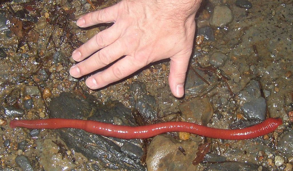 Giant Red Leech