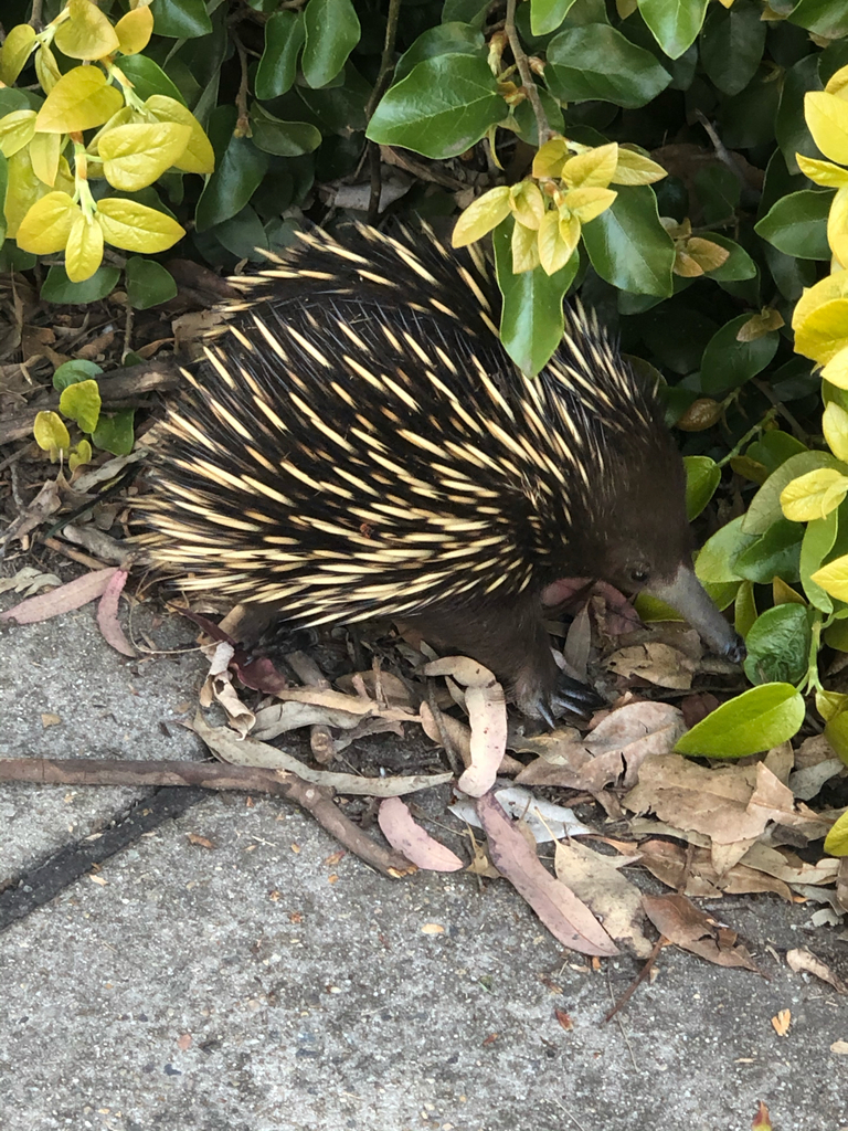Eastern Short-beaked Echidna from Cherrybrook on September 14, 2020 at ...
