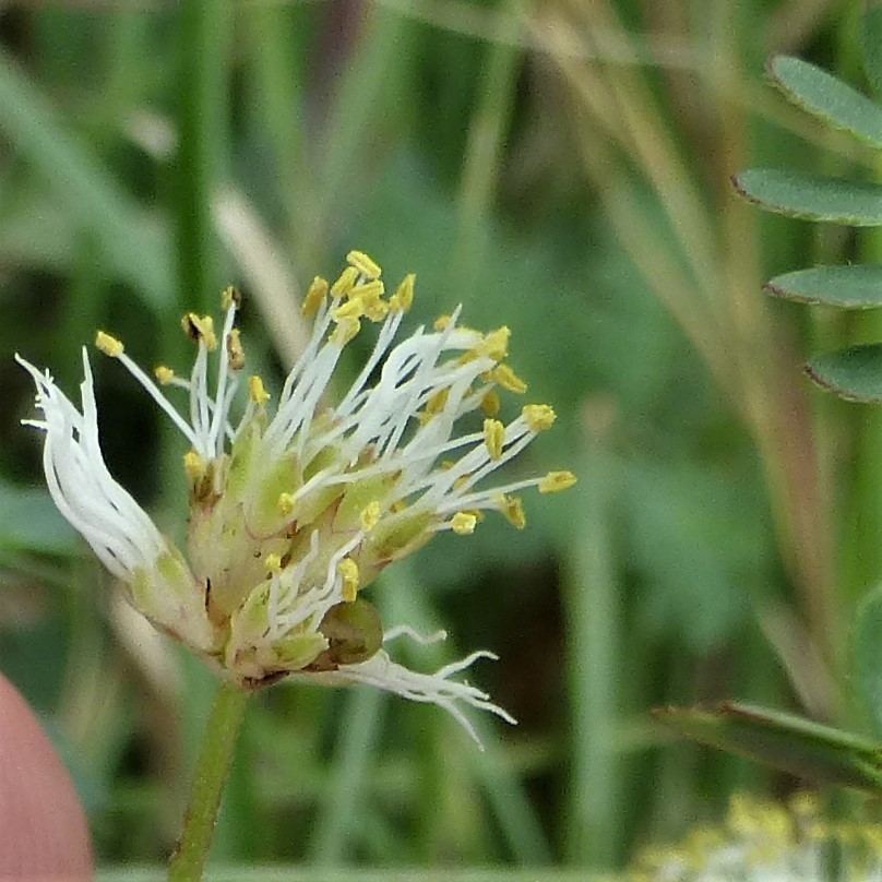 Prairie Bundleflower (Desmanthus leptolobus) - Botanical Realm