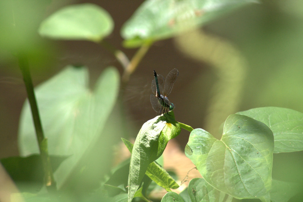Blue Dasher from Old Glebe, Arlington, VA 22207, USA on July 18, 2020 ...
