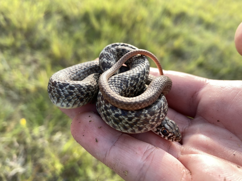 Eastern Yellow-bellied Racer in September 2020 by scincus. Under a rock ...