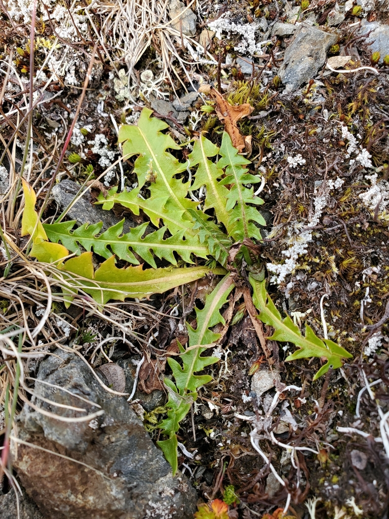 Alaska Dandelion from Sitka County, US-AK, US on September 12, 2020 at ...