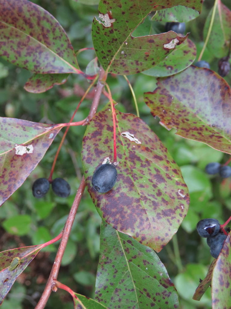 Swamp tupelo from 120 W Whites Bogs Rd # 34, Browns Mills, NJ 08015 ...