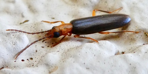 Xanthochroa californica · iNaturalist