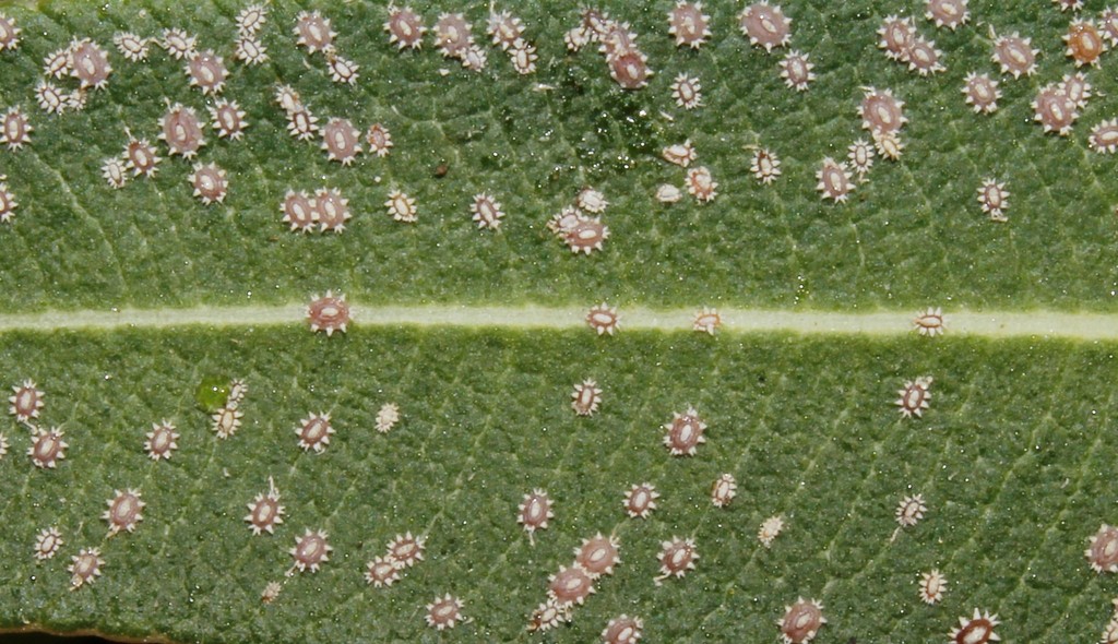 Japanese Wax Scale from Πύργοι Θέρμης 811 00, Ελλάδα on September 12 ...