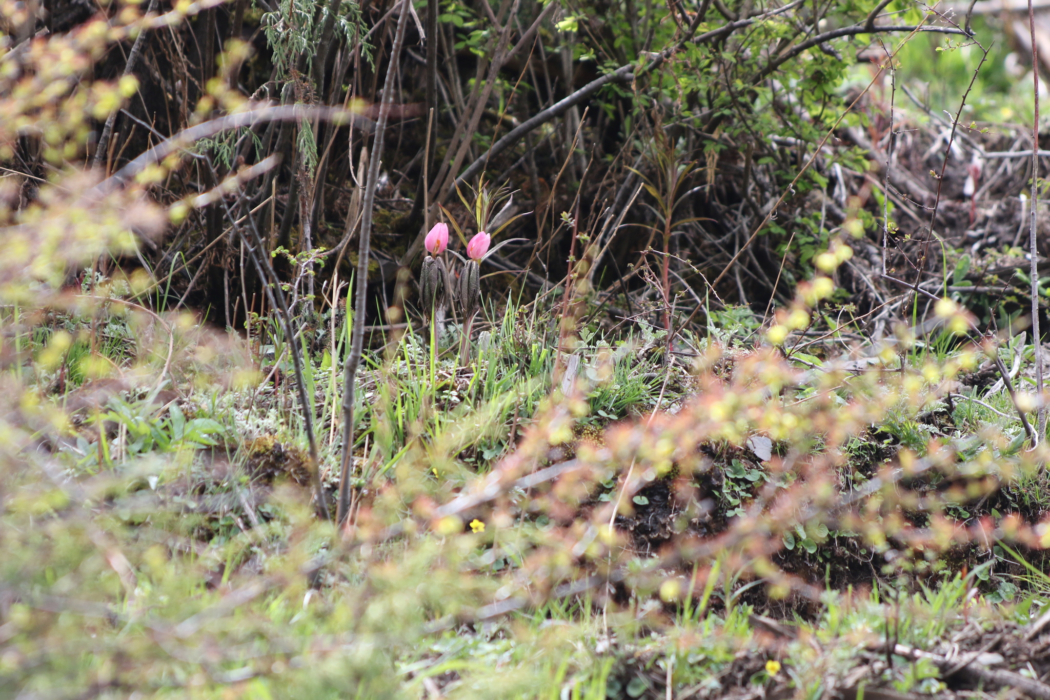 Podophyllum hexandrum Royle