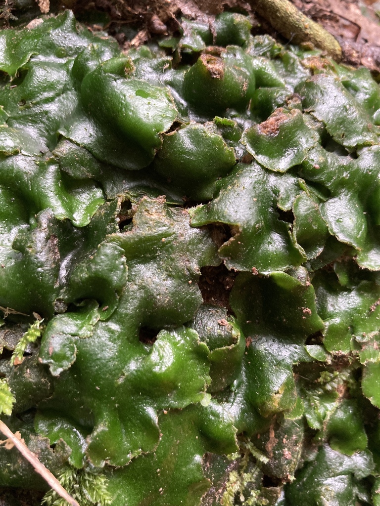 Monoclea forsteri from Christchurch, Akaroa, Canterbury, NZ on ...