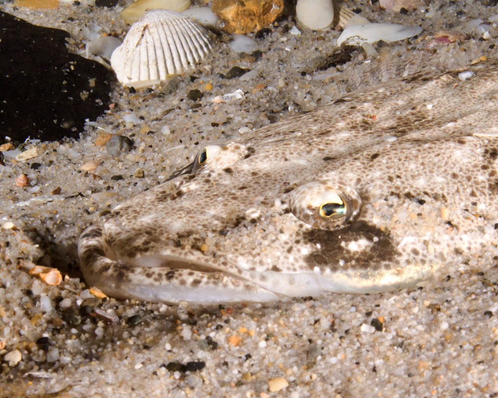 Dusky Flathead (Platycephalus fuscus) - Marine Life Identification