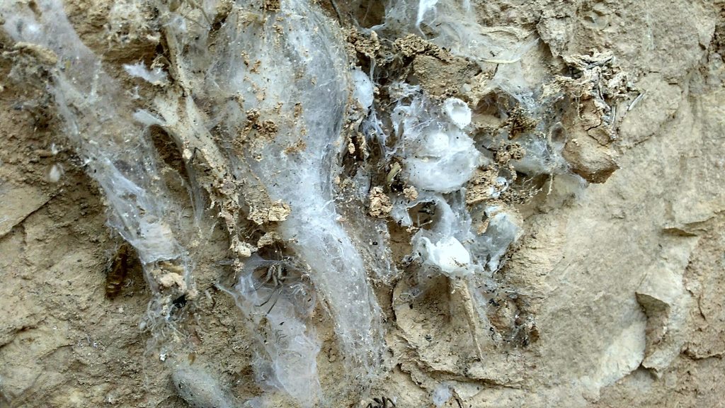 Araneoid Spiders from Huesca, Aragón, Spain on September 03, 2020 at 10 ...