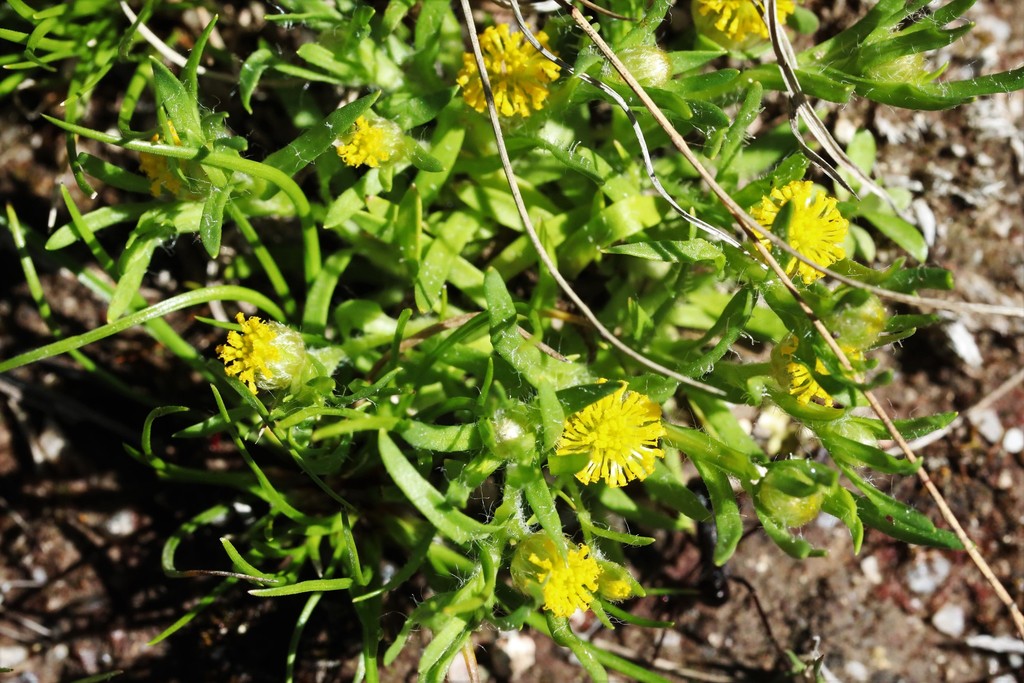 Common Sunray from Kings Plains NSW 2360, Australia on September 11 ...