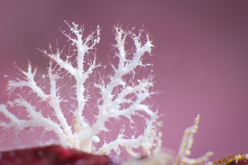 Genus Miniacina · iNaturalist United Kingdom