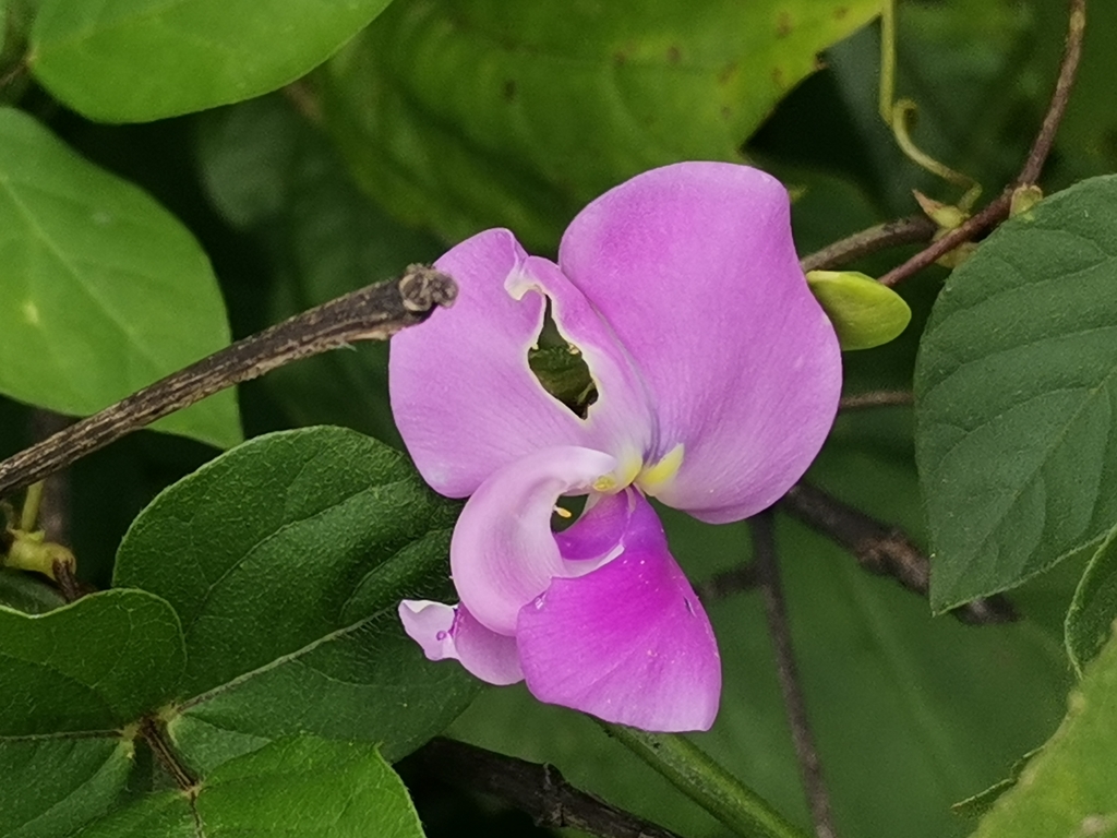 Wild Cow Pea (Plants of Lekwena Wildlife Estate) · iNaturalist