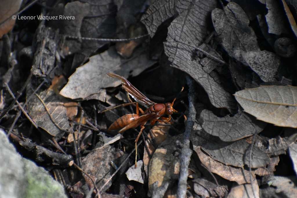 Neotropical Red Paper Wasp from Juchipila, Zac., México on September 12 ...