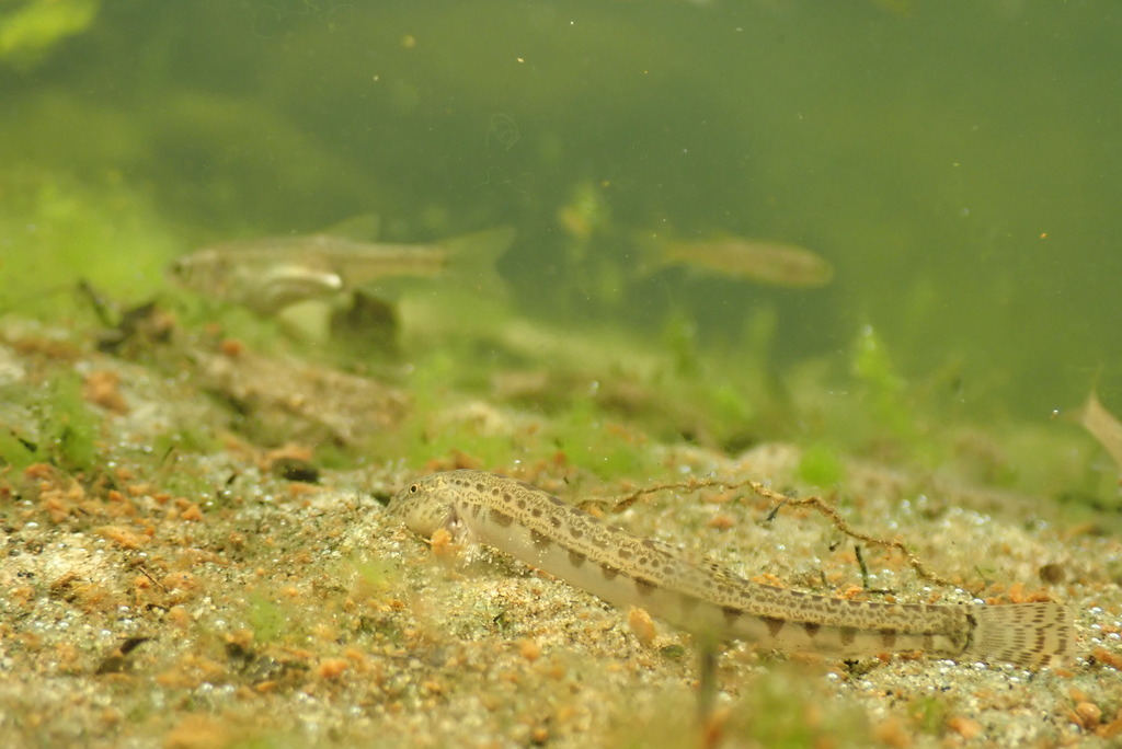 Chinese Spiny Loach from 中国北京市怀柔区 on September 13, 2020 at 02:02 PM by ...