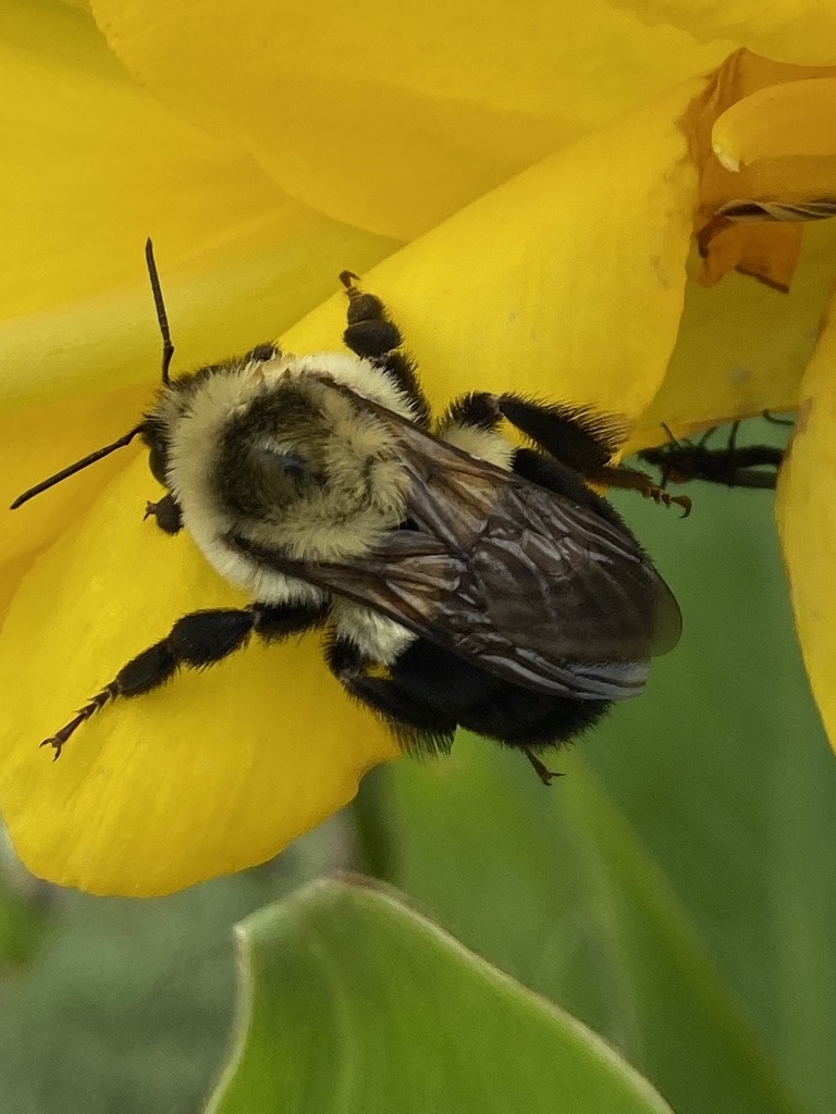 Common Eastern Bumble Bee in June 2020 by itoadyouso · iNaturalist