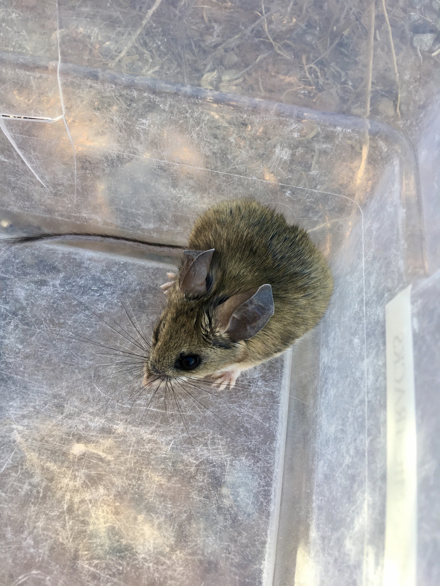 Peromyscus truei (Shufeldt, 1885)