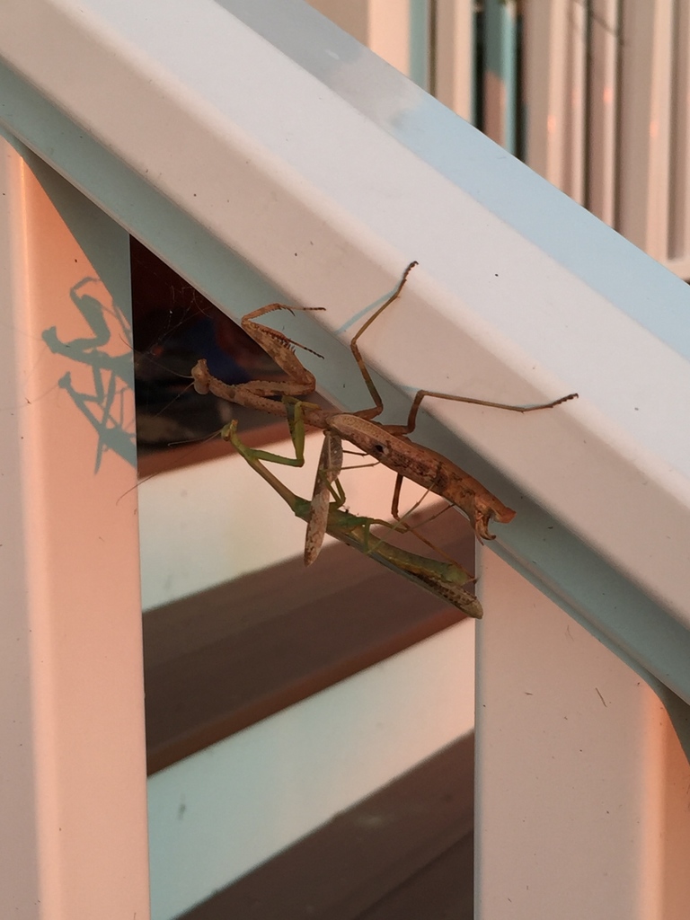 Carolina Mantis from Dorchester County, MD, USA on September 15, 2017 ...
