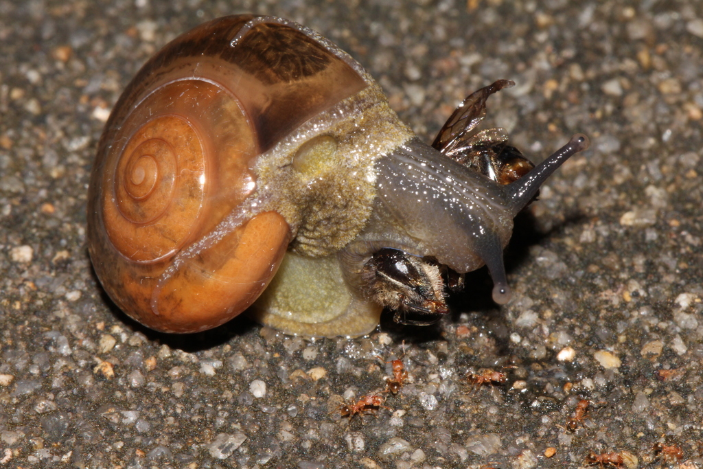 horntail snail from Guangzhou University on March 25, 2019 at 10:23 PM ...