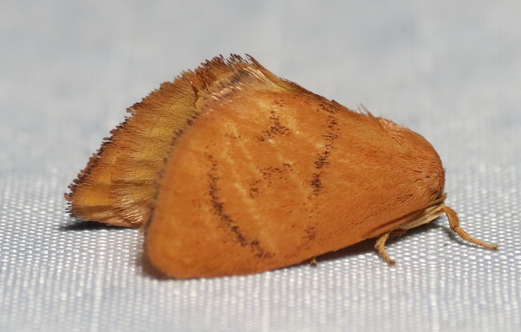 Abbreviated Button Slug Moth from Chesterfield County, VA, USA on ...