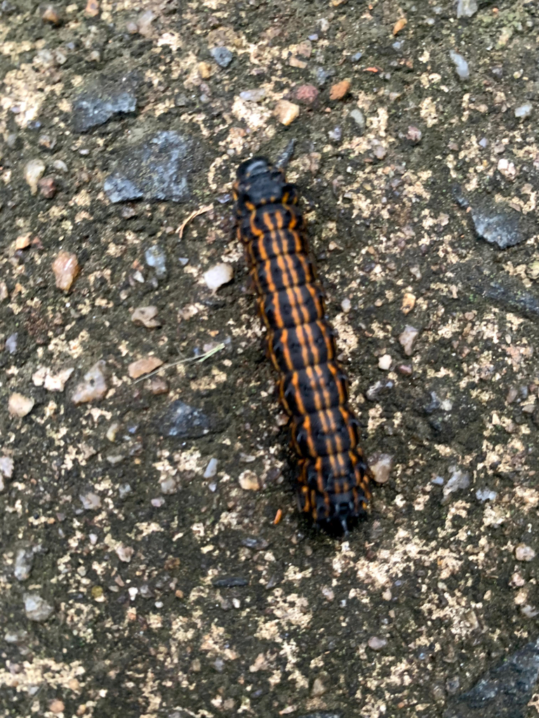 Orange-tipped Oakworm Moth from Reston on September 01, 2020 at 06:48 ...