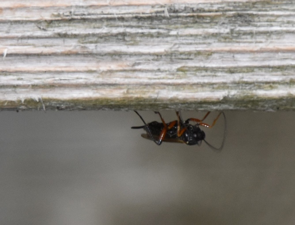 Pimpla disparis from Fiddlesticks, Cambridge, ON, Canada on September ...